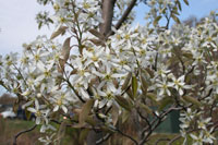 A Woodland Walk with Ontario Trees - CLC Tree Services